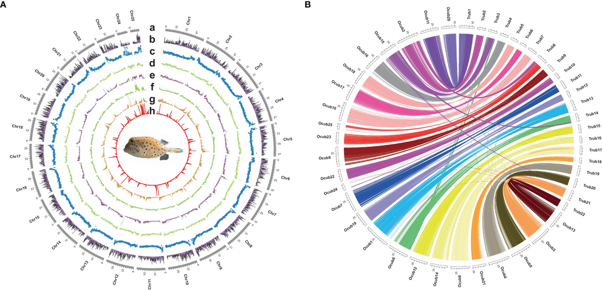 Frontiers | Chromosome-level genome assembly of the yellow boxfish ...