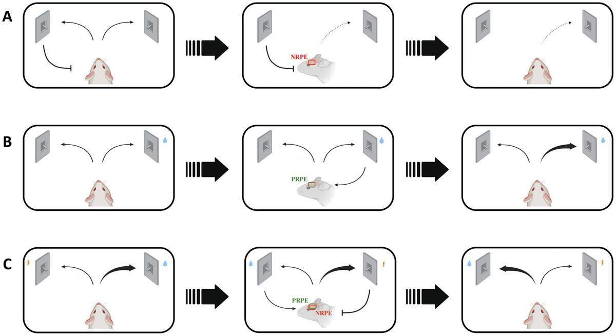 Frontiers | Reward prediction error in learning-related behaviors