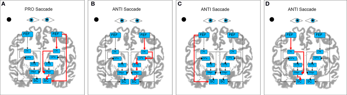 Frontiers | Human fronto-tectal and fronto-striatal-tectal pathways ...