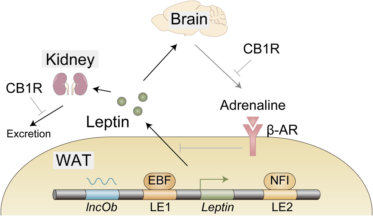 Frontiers | Recent progress on action and regulation of anorexigenic ...
