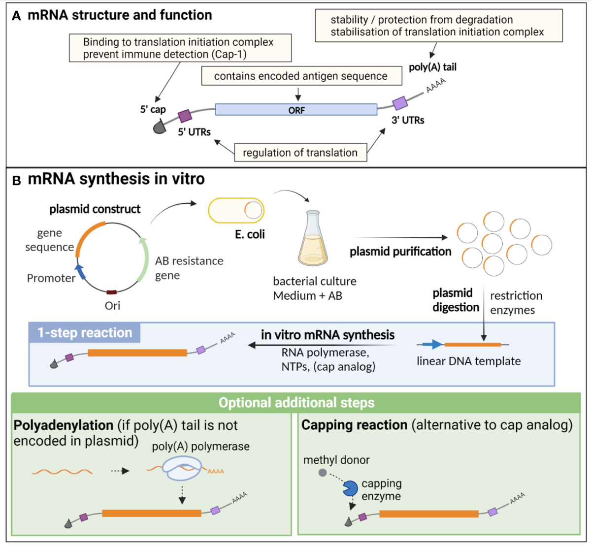 Frontiers | mRNA vaccines: a new opportunity for malaria, tuberculosis ...