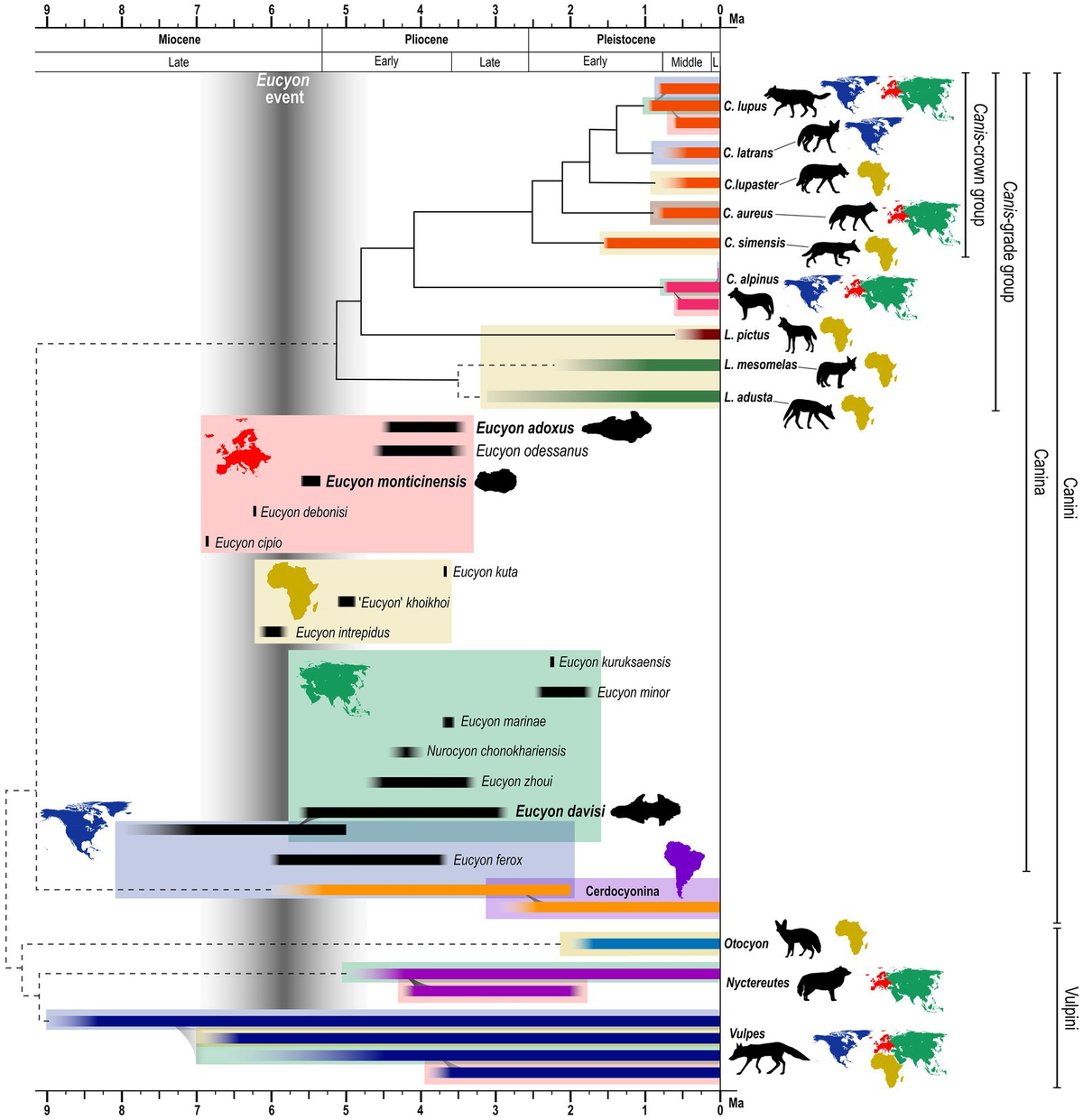Frontiers | First digital study of the frontal sinus of stem-Canini ...