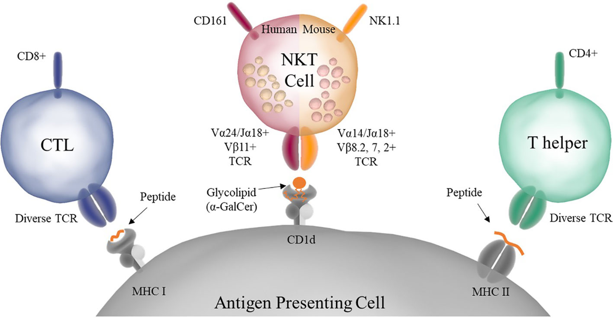 Frontiers | Novel lipid antigens for NKT cells in cancer
