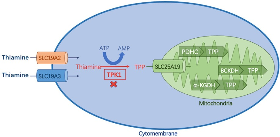 Frontiers | Thiamine pyrophosphokinase deficiency: report of two ...