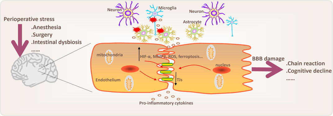 Frontiers | Research progress on perioperative blood-brain barrier ...