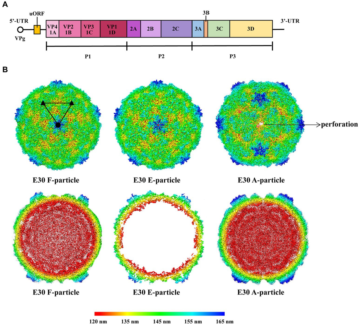 Frontiers | Investigating the mechanism of Echovirus 30 cell invasion