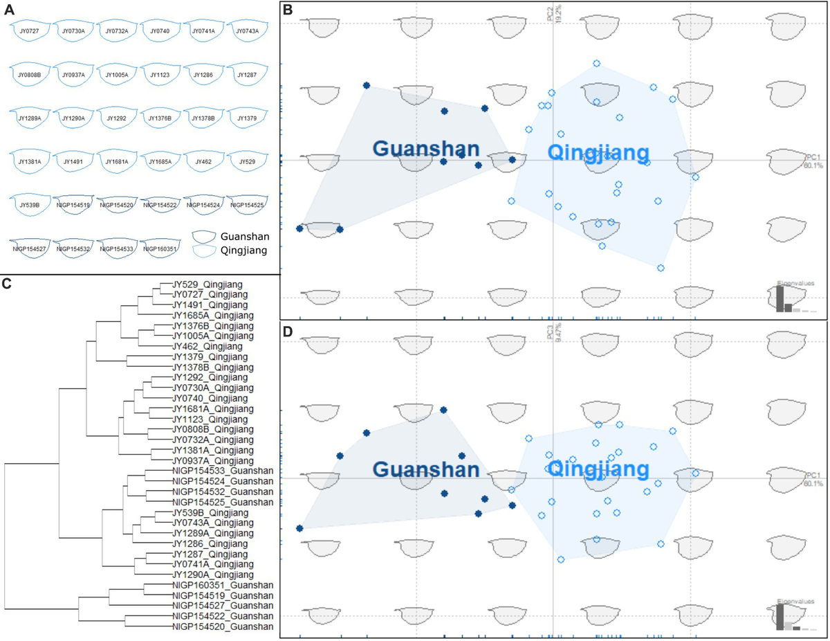 Frontiers | Ontogeny and brooding strategy of the early Cambrian ...