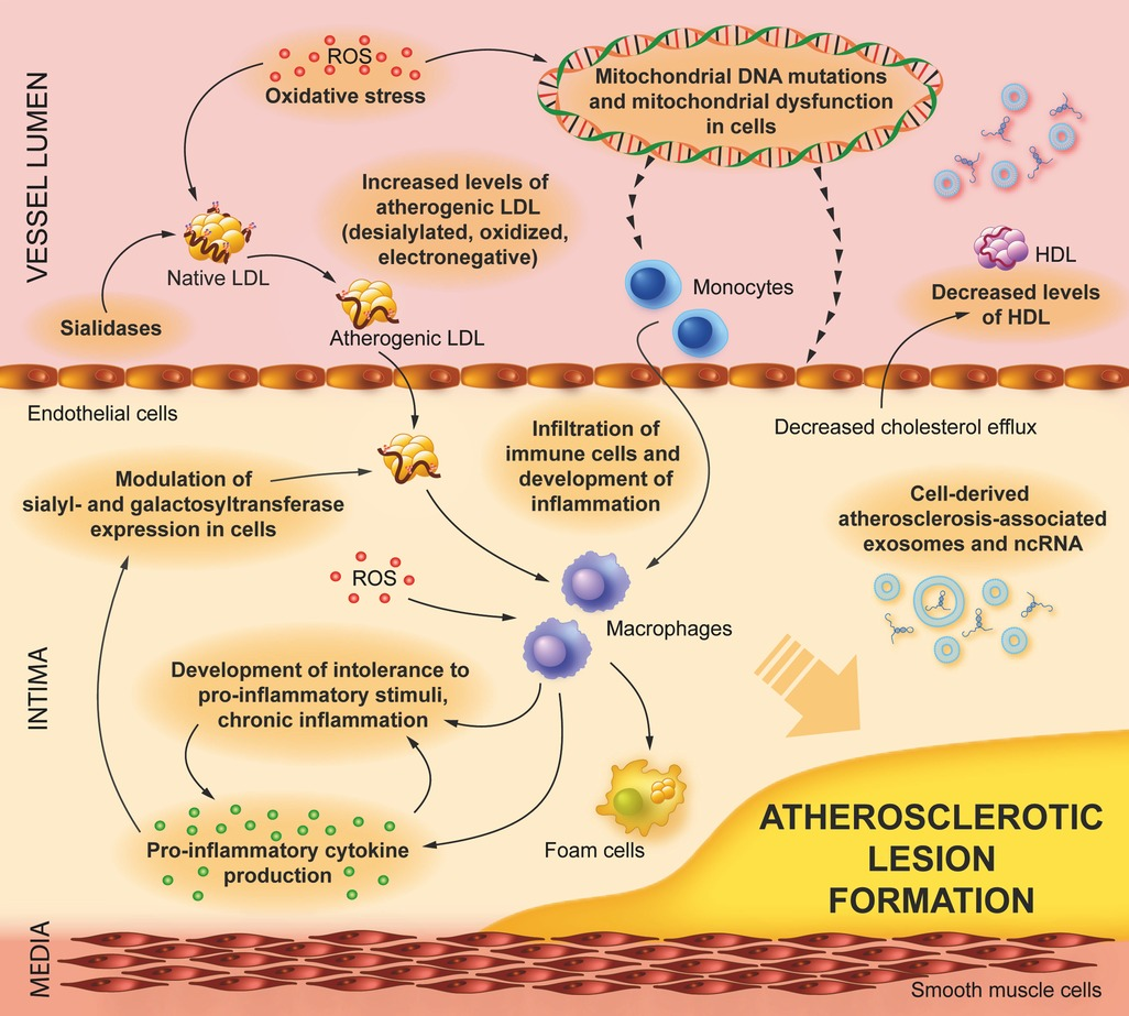 Frontiers | Editorial: Lipids and inflammation in health and disease ...