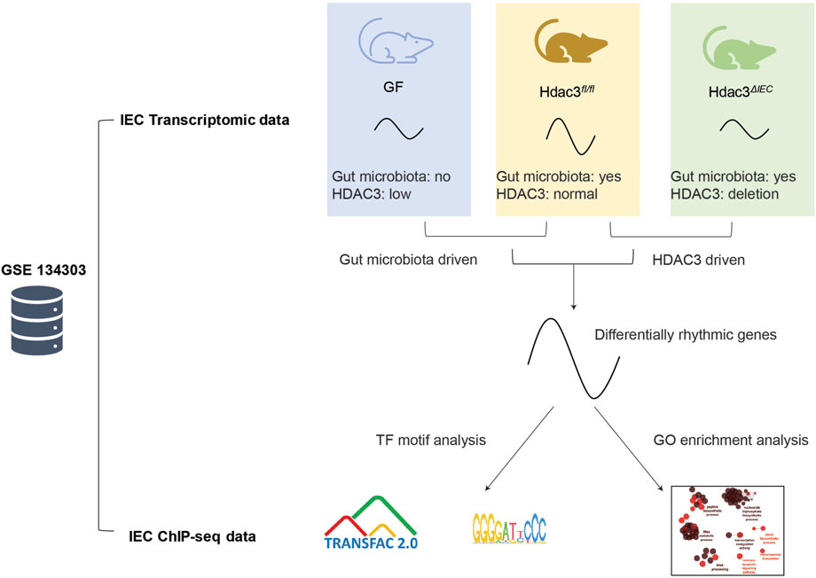 Frontiers | A microbiota-epigenetic circuit controls systematic ...