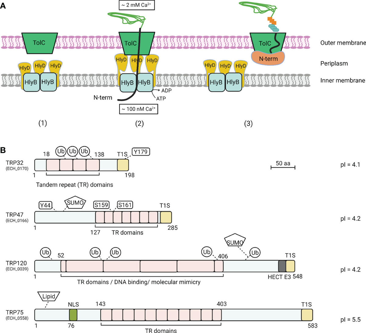 Frontiers | Type 1 secretion system and effectors in Rickettsiales