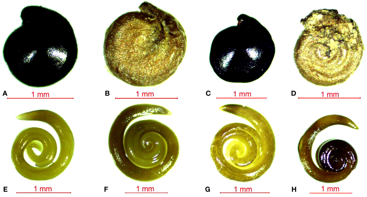 Frontiers | Differences in seed characteristics, germination and ...