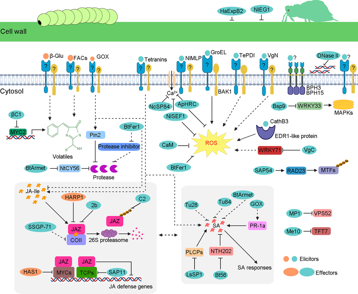 Frontiers | Advances of herbivore-secreted elicitors and effectors in plant-insect interactions
