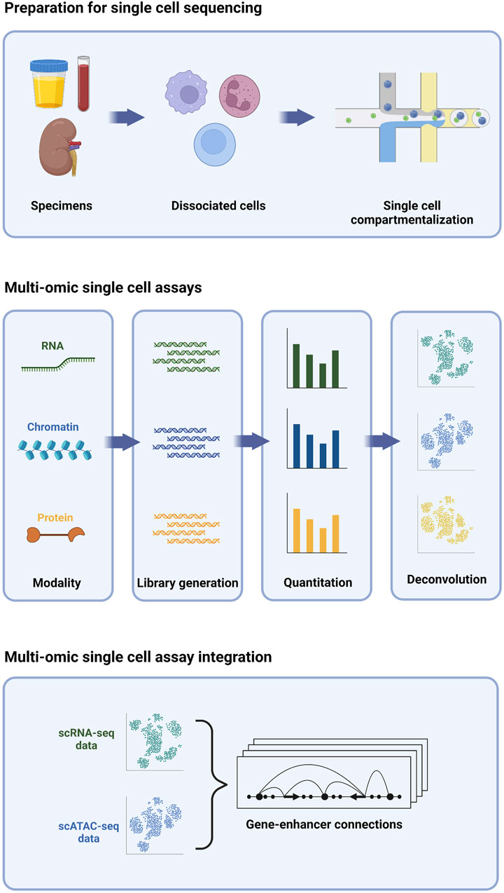Frontiers | Multi-omic single cell sequencing: Overview and opportunities for kidney disease ...