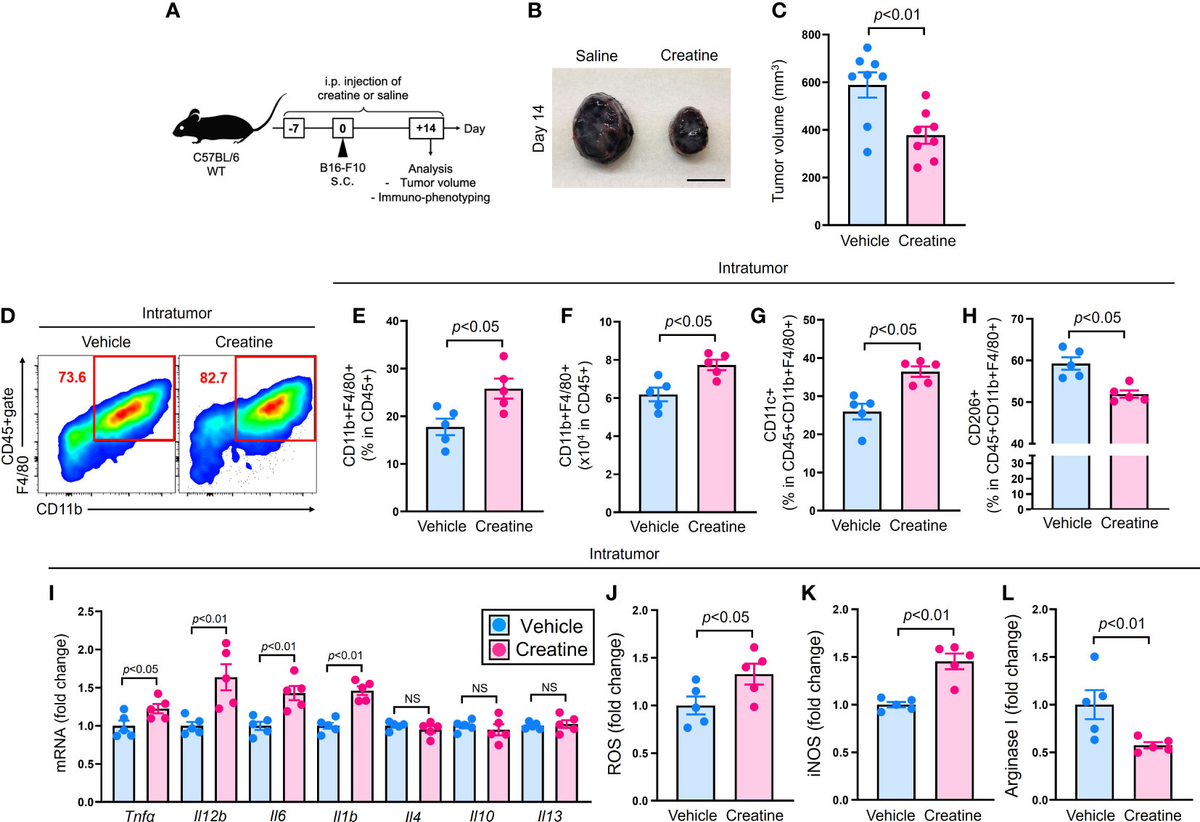 Frontiers | Creatine supplementation enhances anti-tumor immunity by ...