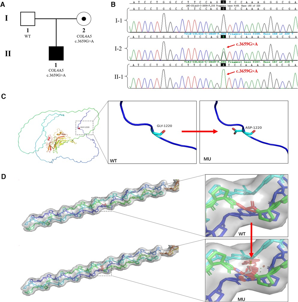 Frontiers | Case report: Preimplantation genetic testing for X-linked ...
