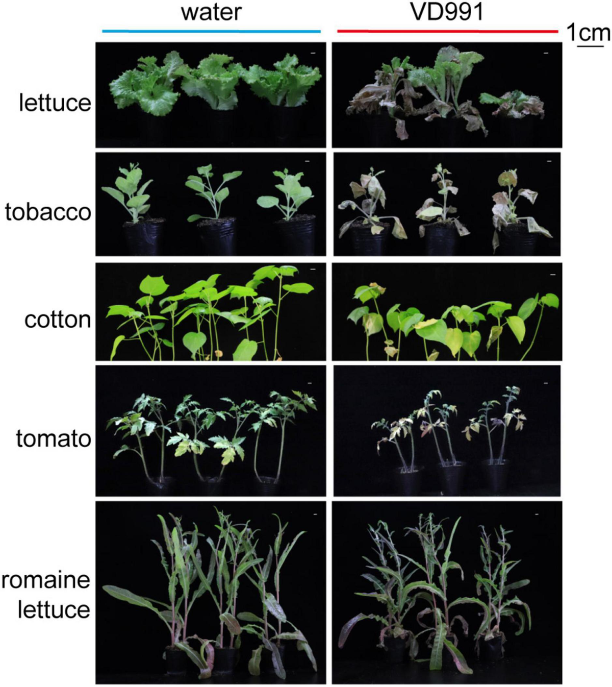 Frontiers | High-quality genome assembly of Verticillium dahliae VD991 ...