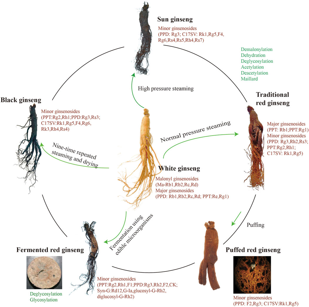 Frontiers | Saponins of ginseng products: a review of their transformation in processing