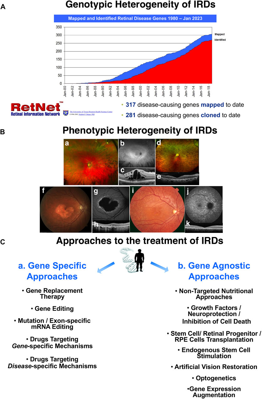 Frontiers | Gene-agnostic approaches to treating inherited retinal ...
