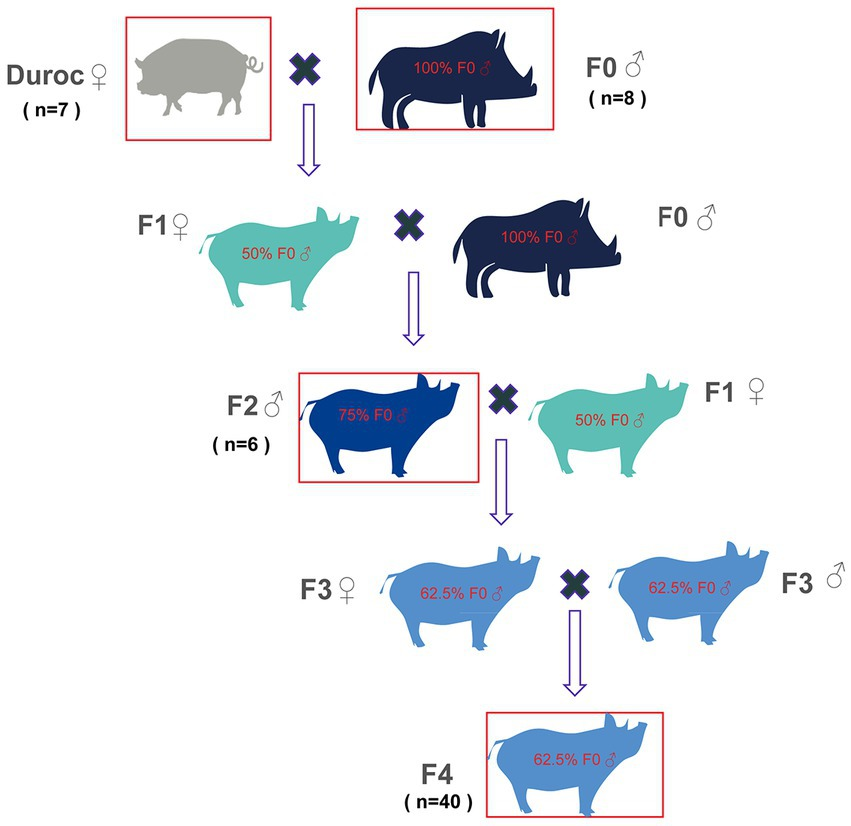 Frontiers | Hybridization altered the gut microbiota of pigs