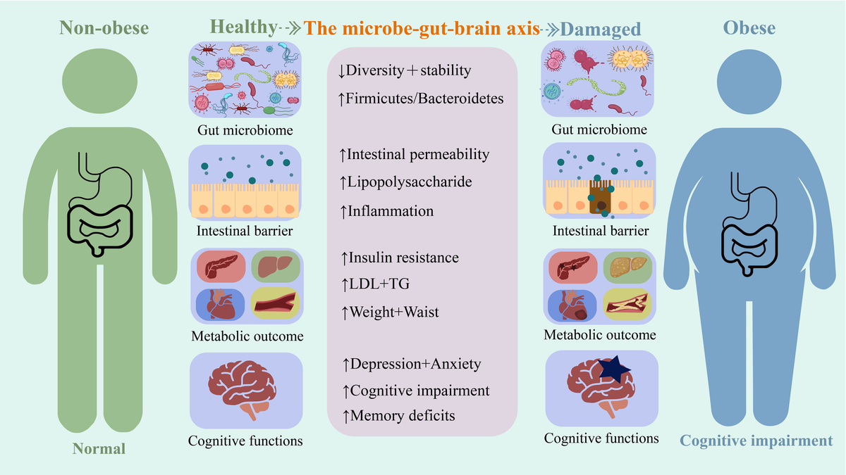 Frontiers | Probiotics therapy show significant improvement in obesity ...