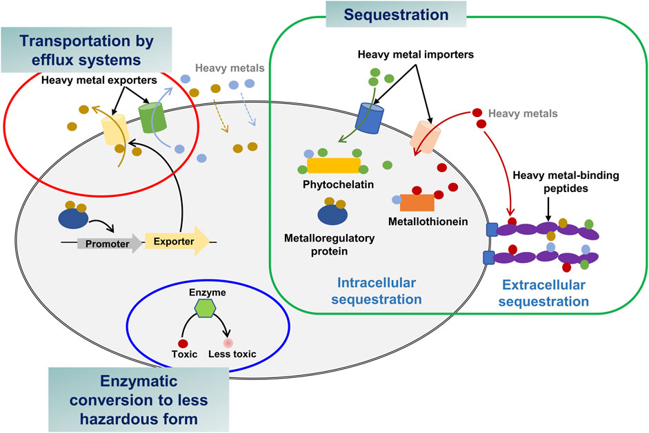 Frontiers | Synthetic bacteria for the detection and bioremediation of ...