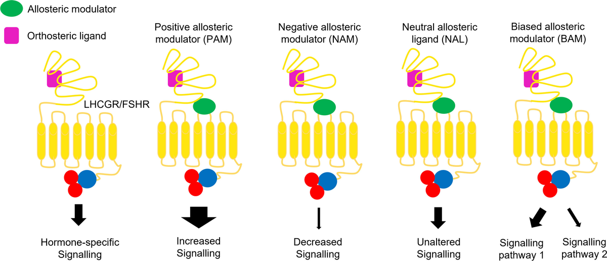 Frontiers | Allosteric modulation of gonadotropin receptors