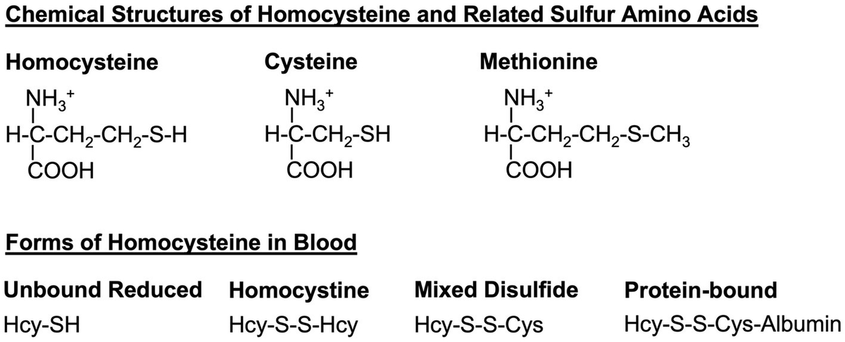Frontiers | Homocysteine—a retrospective and prospective appraisal