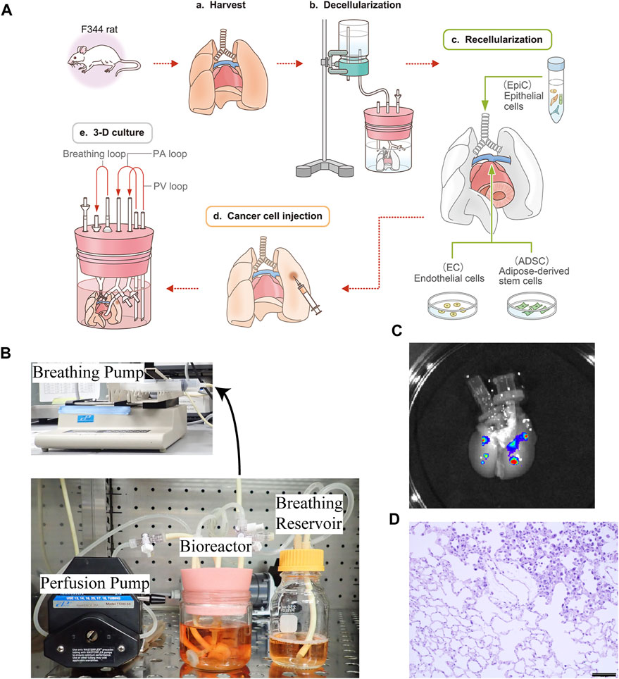 Frontiers | A novel ex vivo lung cancer model based on bioengineered ...