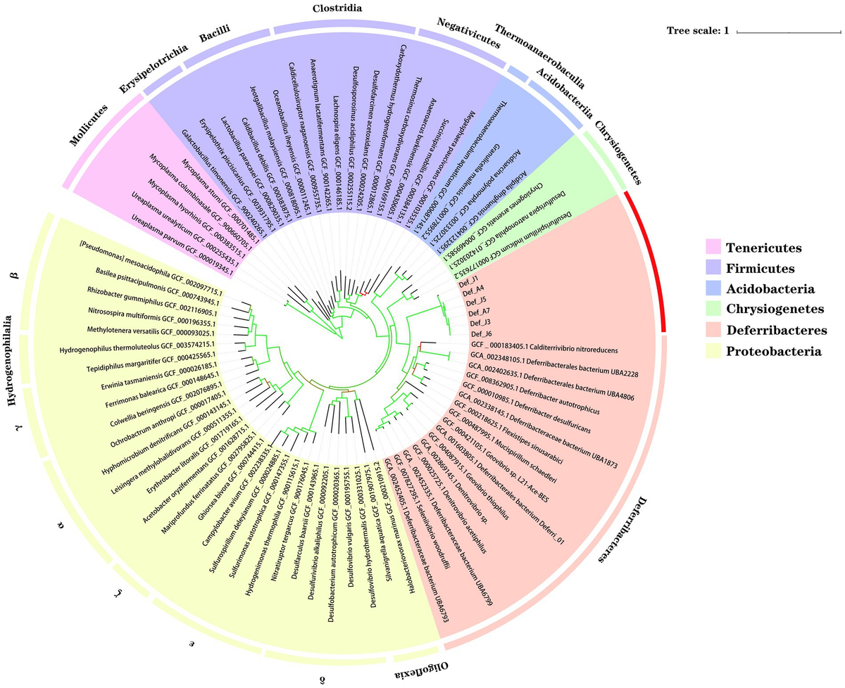 Frontiers | Genomic evidence for the first symbiotic Deferribacterota ...