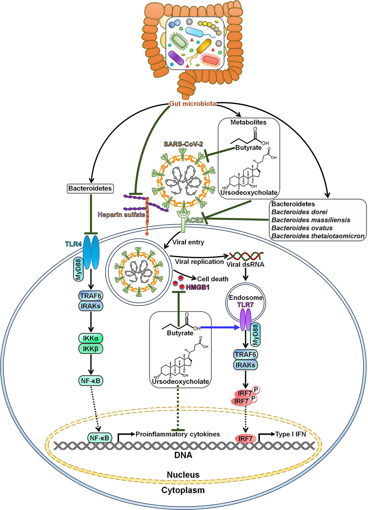Frontiers | The relationship between gut microbiota and COVID-19 ...