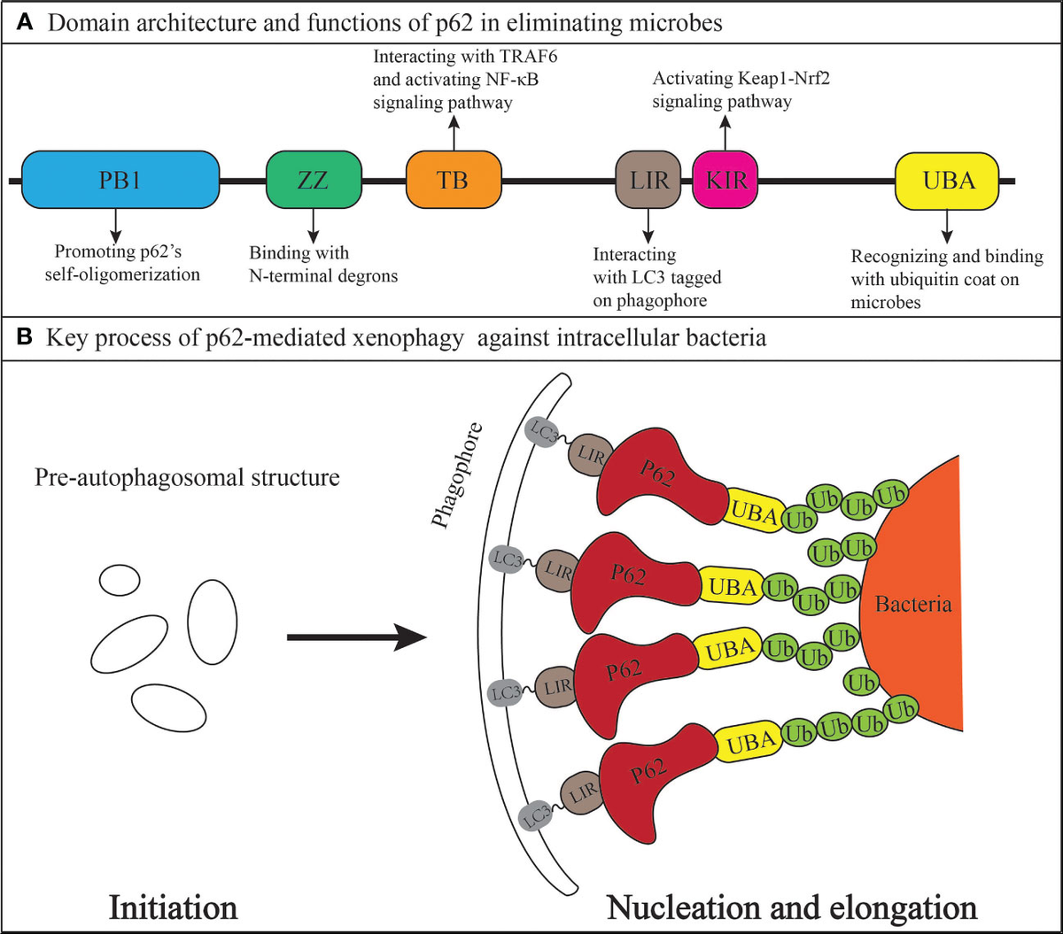 Frontiers | The versatile defender: exploring the multifaceted role of ...