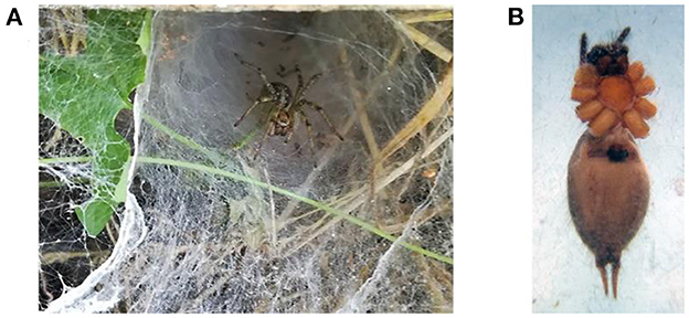 Frontiers | Corrigendum: Alleviation of cognitive deficits in a rat ...