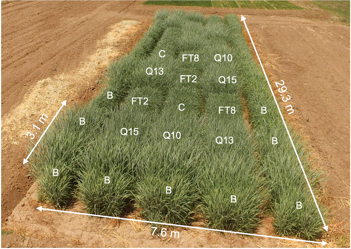 Frontiers | Field performance of switchgrass plants engineered for reduced recalcitrance