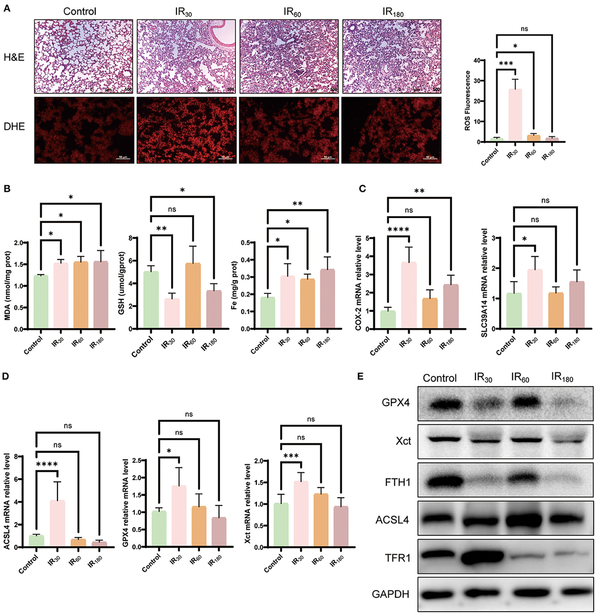 Frontiers | Ischemia/reperfusion-activated ferroptosis in the early ...