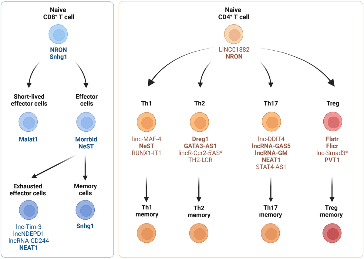 Frontiers | Regulation of T cell differentiation and function by long ...