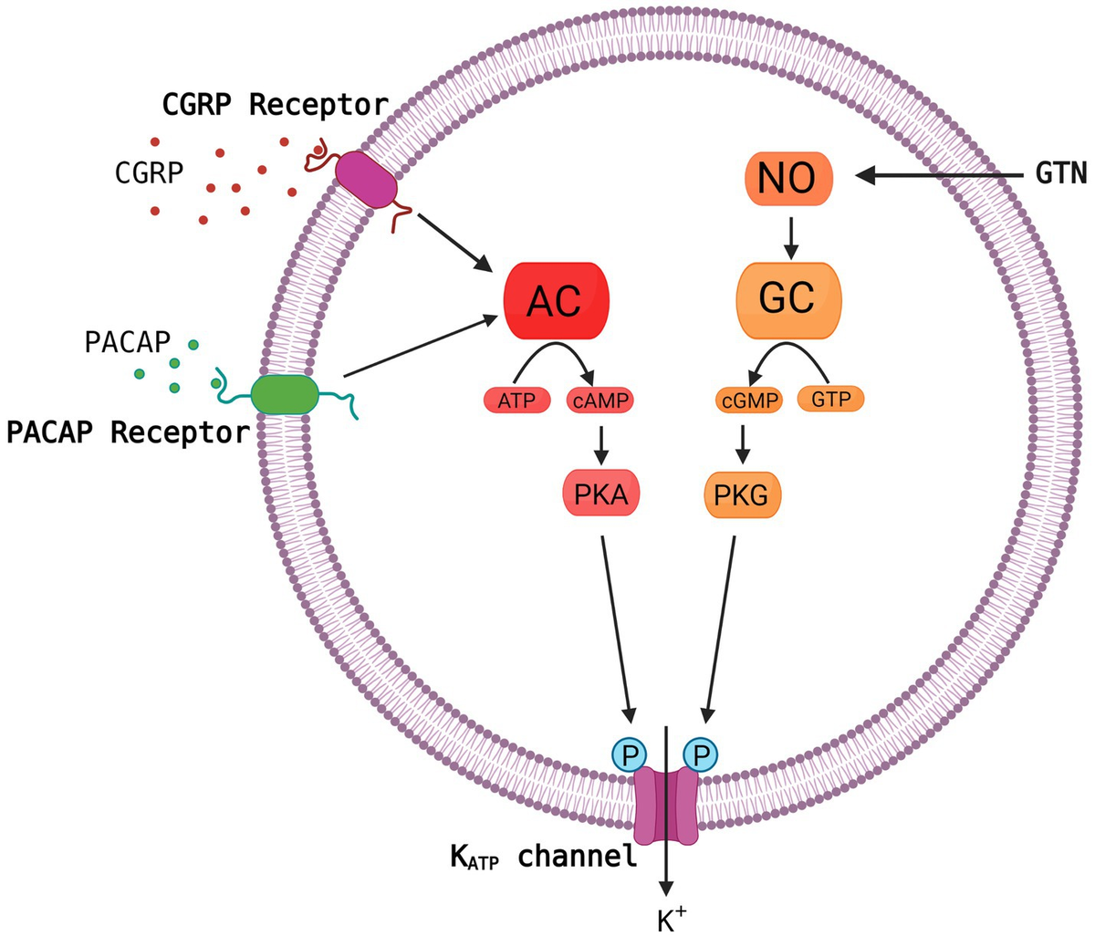 Frontiers | The ATP sensitive potassium channel (KATP) is a novel ...