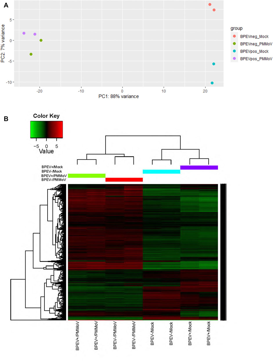 Frontiers | Transcriptome analysis of two near-isogenic lines of bell ...