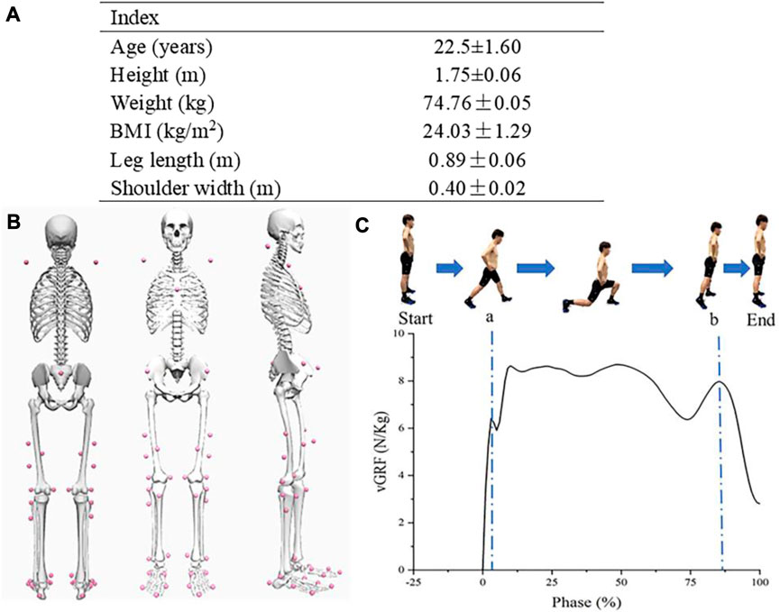 Frontiers | Biomechanical effects of exercise fatigue on the lower ...