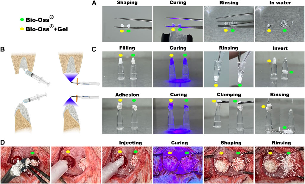 Frontiers | Stabilization of Bio-Oss® particulates using photocurable ...