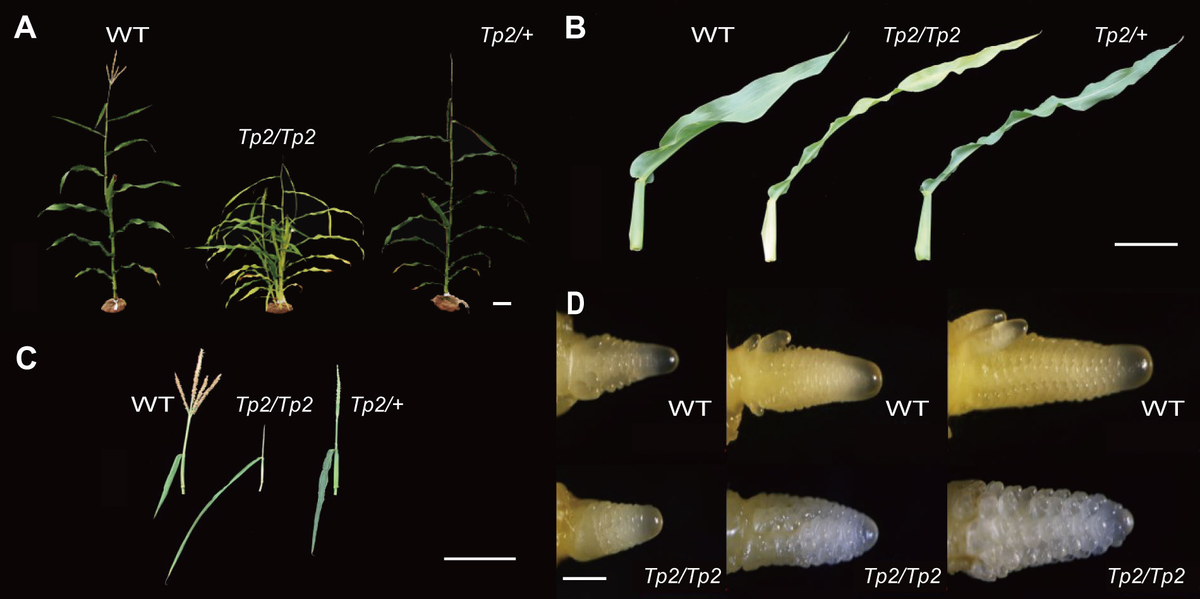 Frontiers | Genetic mapping and functional analysis of a classical ...