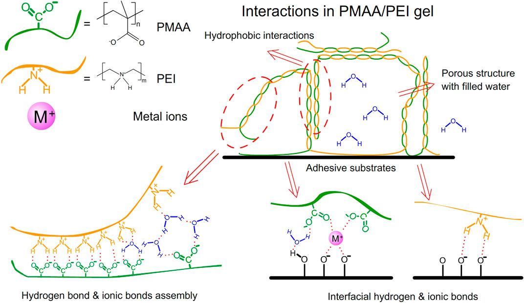 Frontiers | Barnacle inspired high-strength hydrogel for adhesive