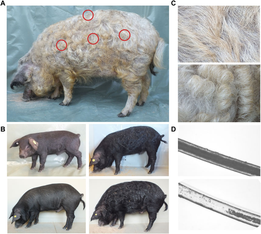 Frontiers | Altered hair root gene expression profiles highlight ...