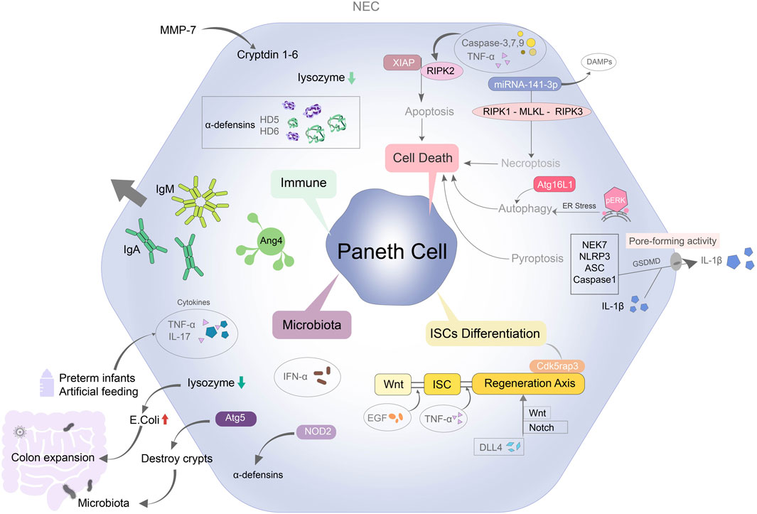 Frontiers | Paneth cell development in the neonatal gut: pathway ...