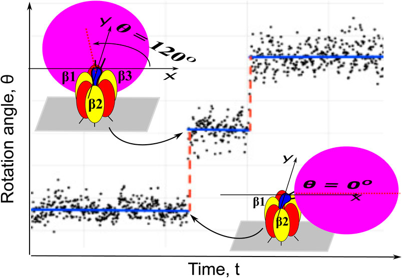 Frontiers | Angle-dependent rotation velocity consistent with ADP ...