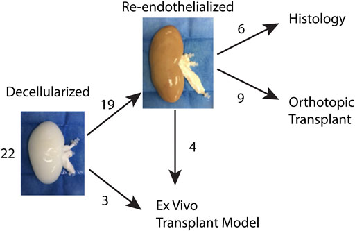 Frontiers | Sustained in vivo perfusion of a re-endothelialized tissue ...