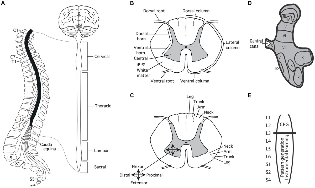 Frontiers | Updating perspectives on spinal cord function: motor ...