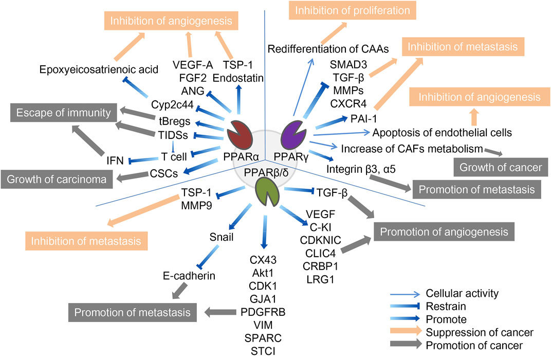 Frontiers | The role of peroxisome proliferator-activated receptors in ...