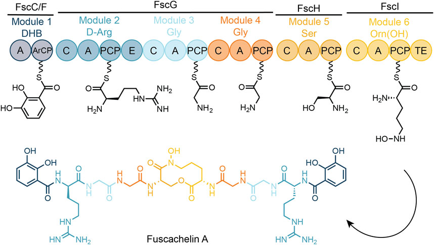 Frontiers | Exploring the selectivity and engineering potential of an ...