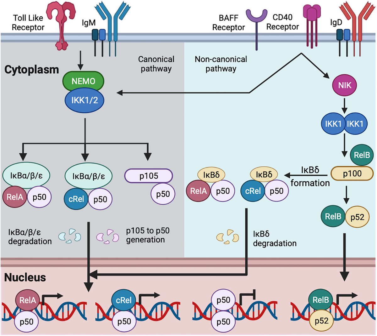 Frontiers | The NFκB signaling system in the generation of B-cell ...