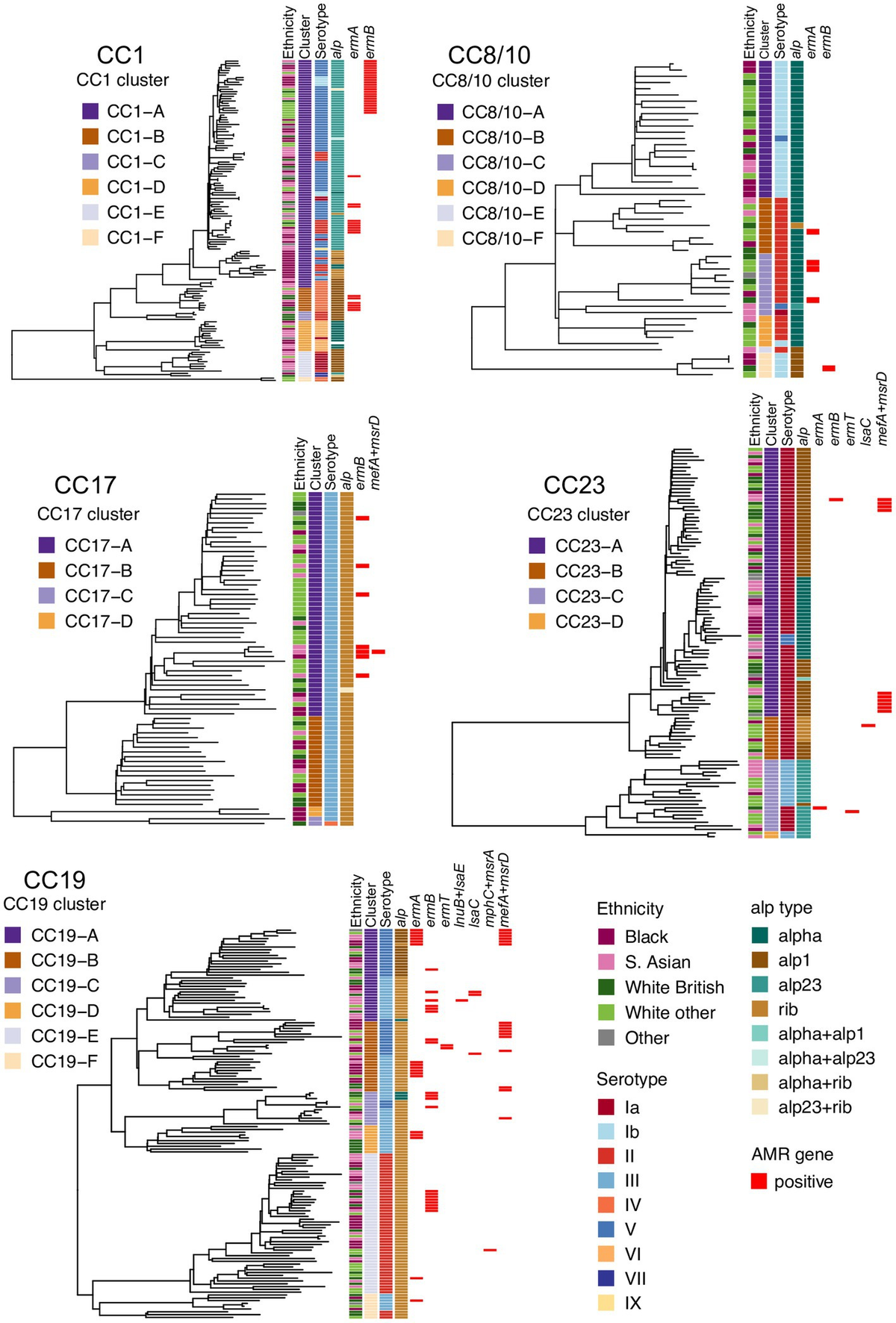 Frontiers | Population genetics of group B Streptococcus from maternal ...